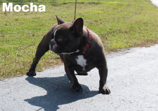 Color Me Frenchie | Bluegrass Frenchies