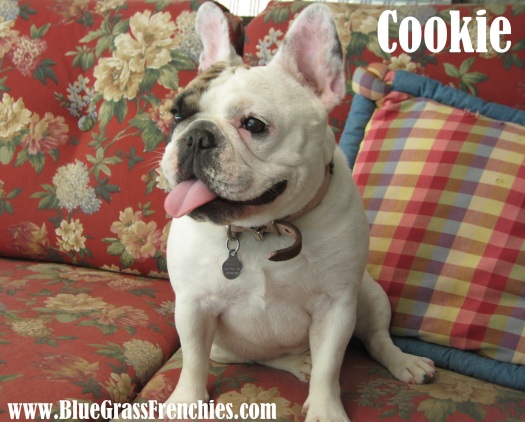 References | Bluegrass Frenchies