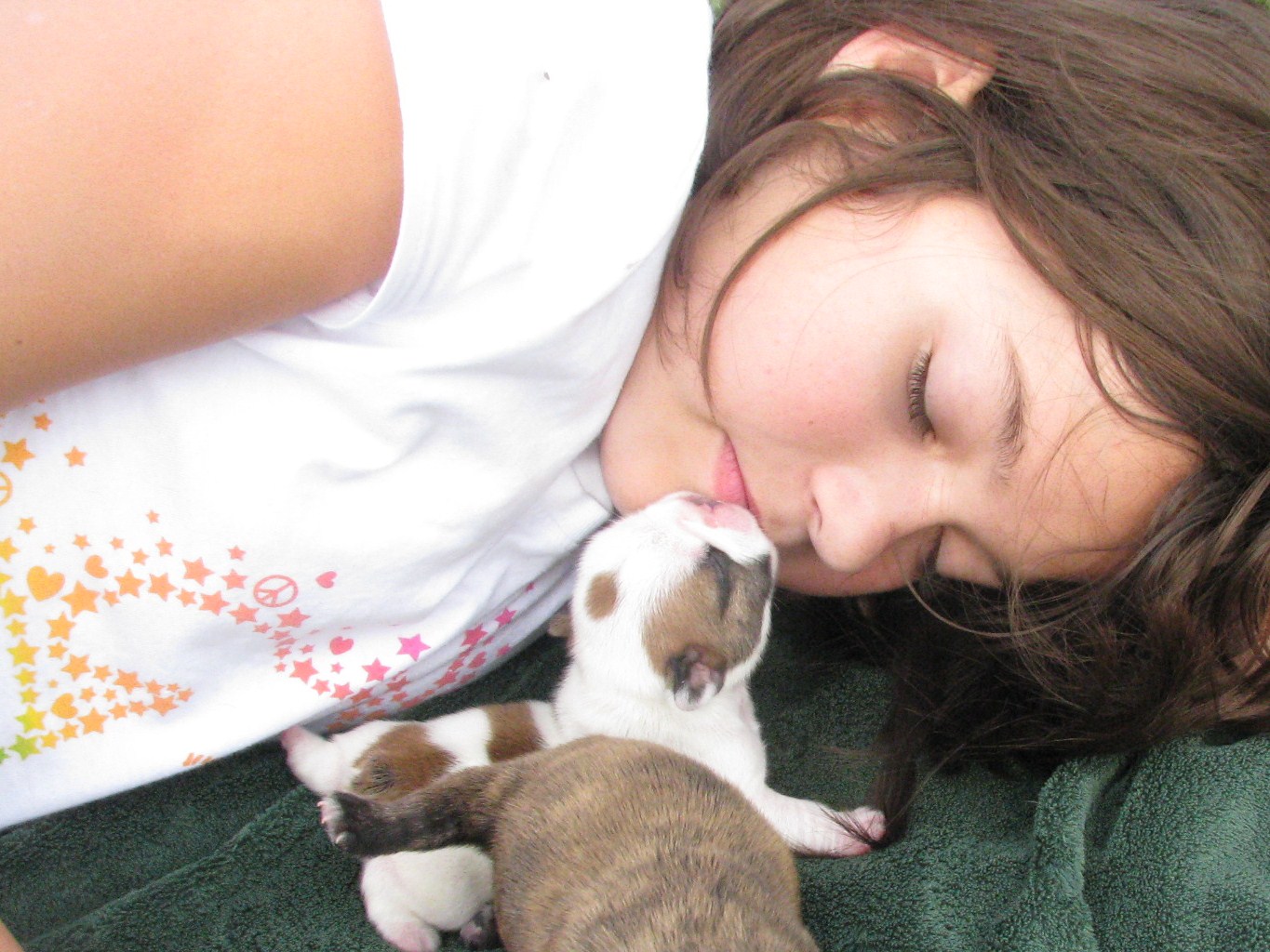 Frenchie Puppy's 9 Weeks | Bluegrass Frenchies